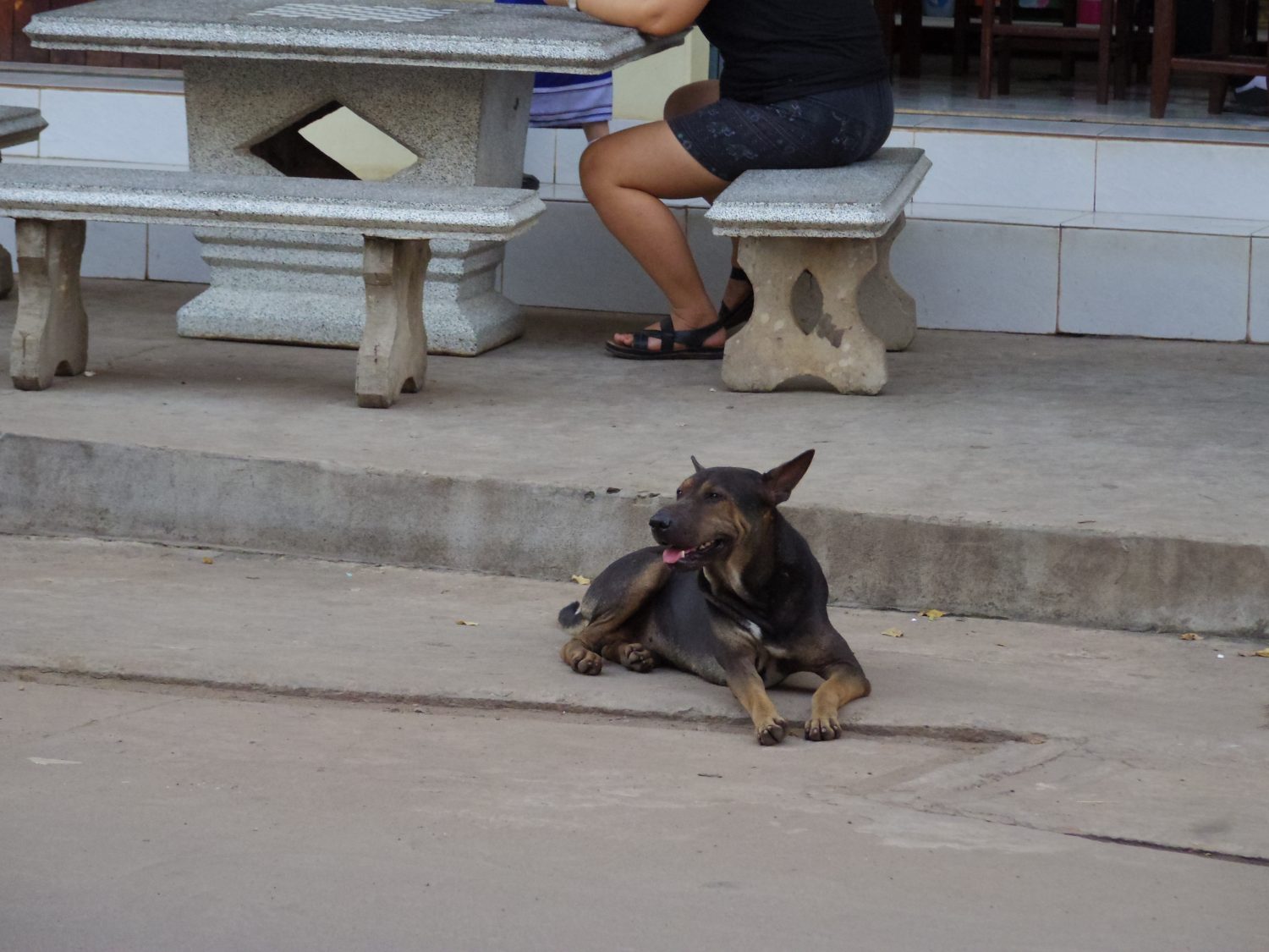 Dogs in Laos | Animal Traveler