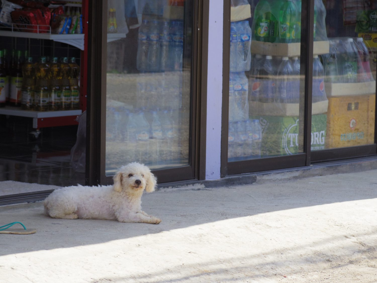 Dogs in Laos | Animal Traveler