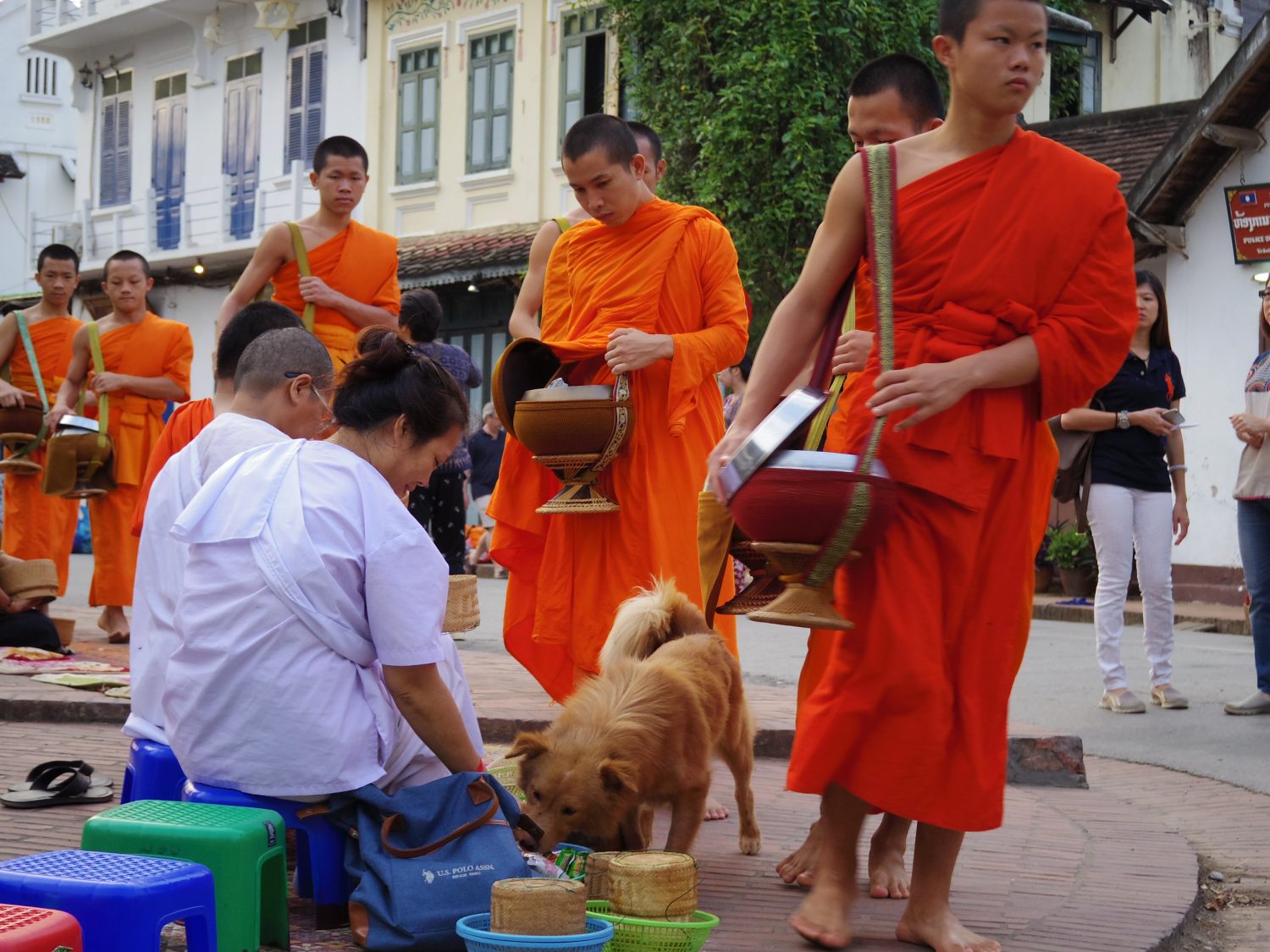Dogs in Laos | Animal Traveler