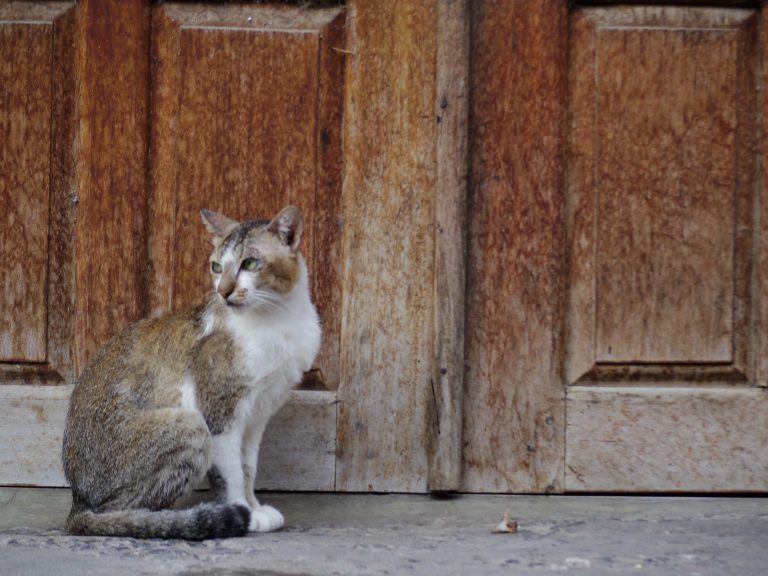 Cats in Laos | Animal Traveler