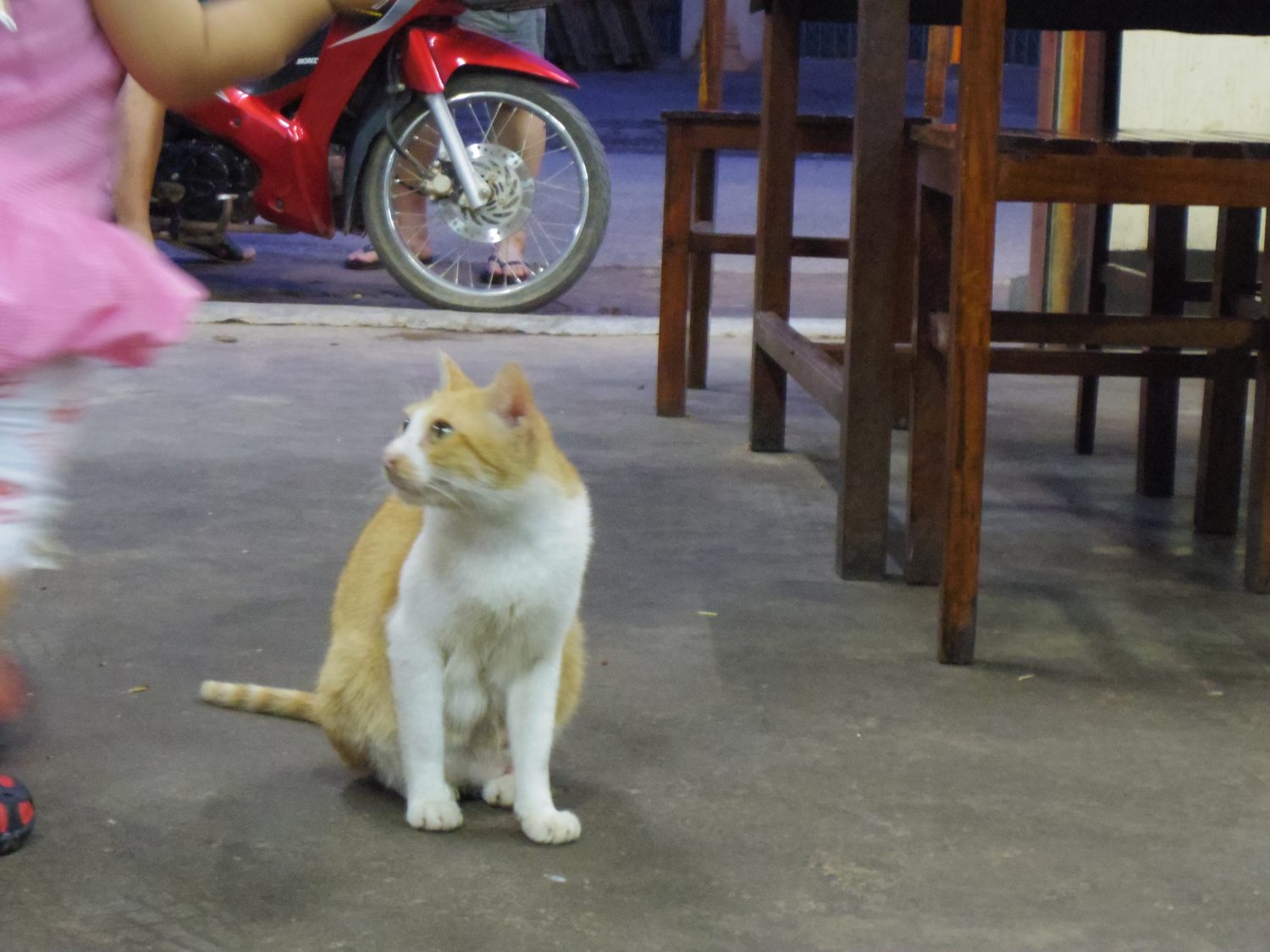 Cats in Laos | Animal Traveler