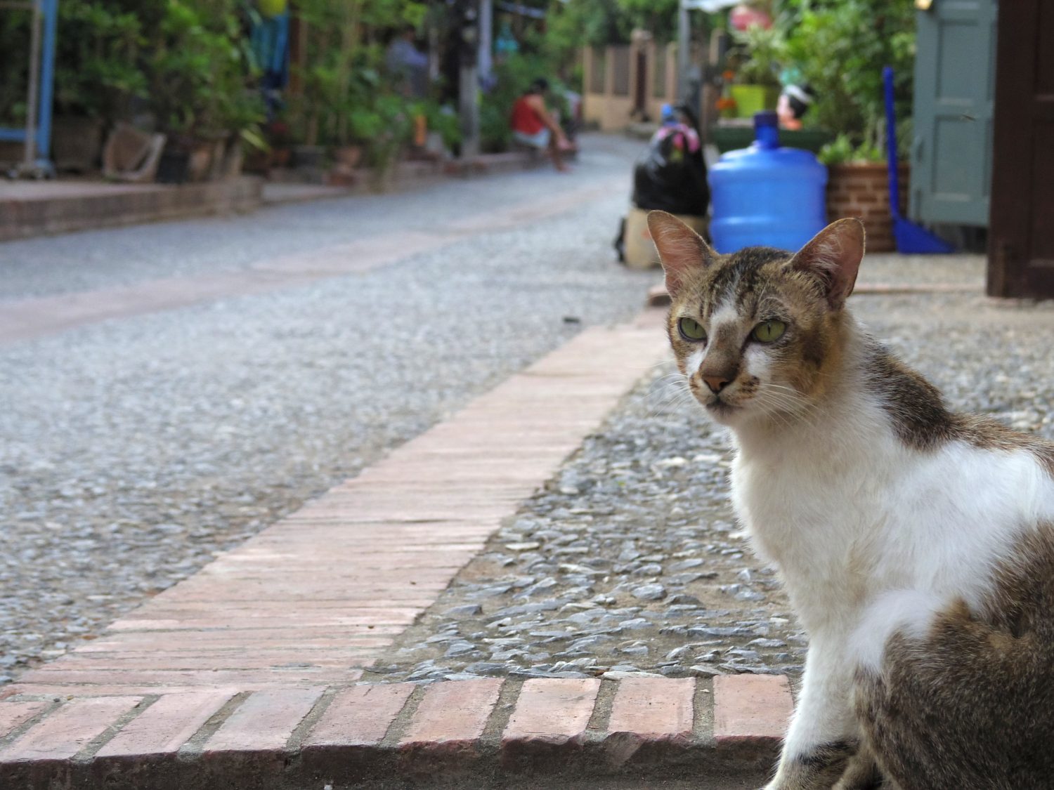 Cats in Laos | Animal Traveler