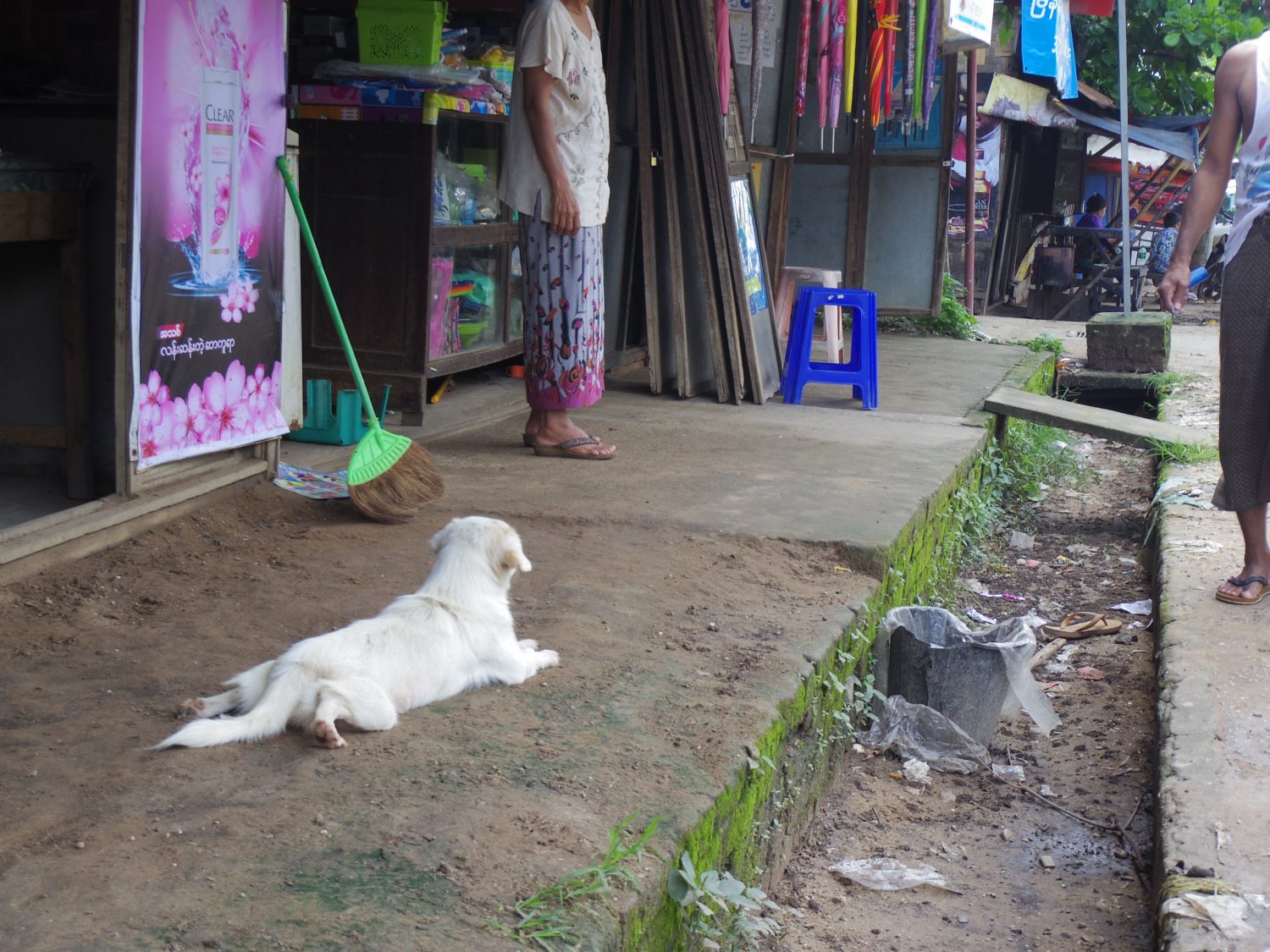 Dogs in Myanmar | Animal Traveler