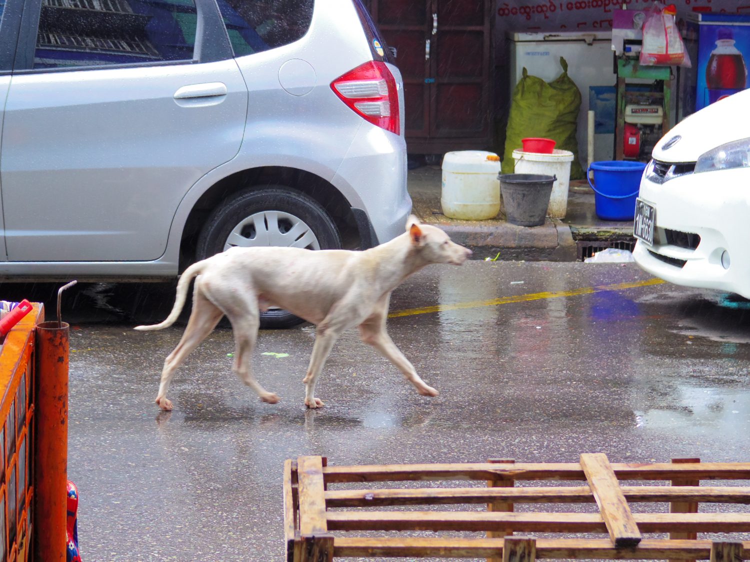 Dogs in Myanmar | Animal Traveler