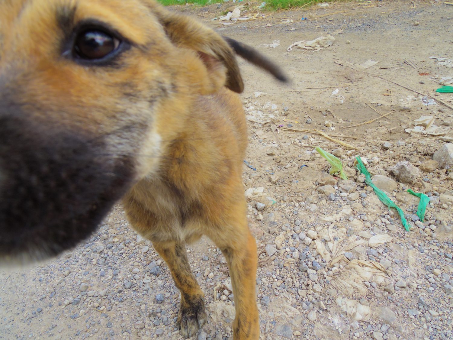Dogs in Myanmar | Animal Traveler