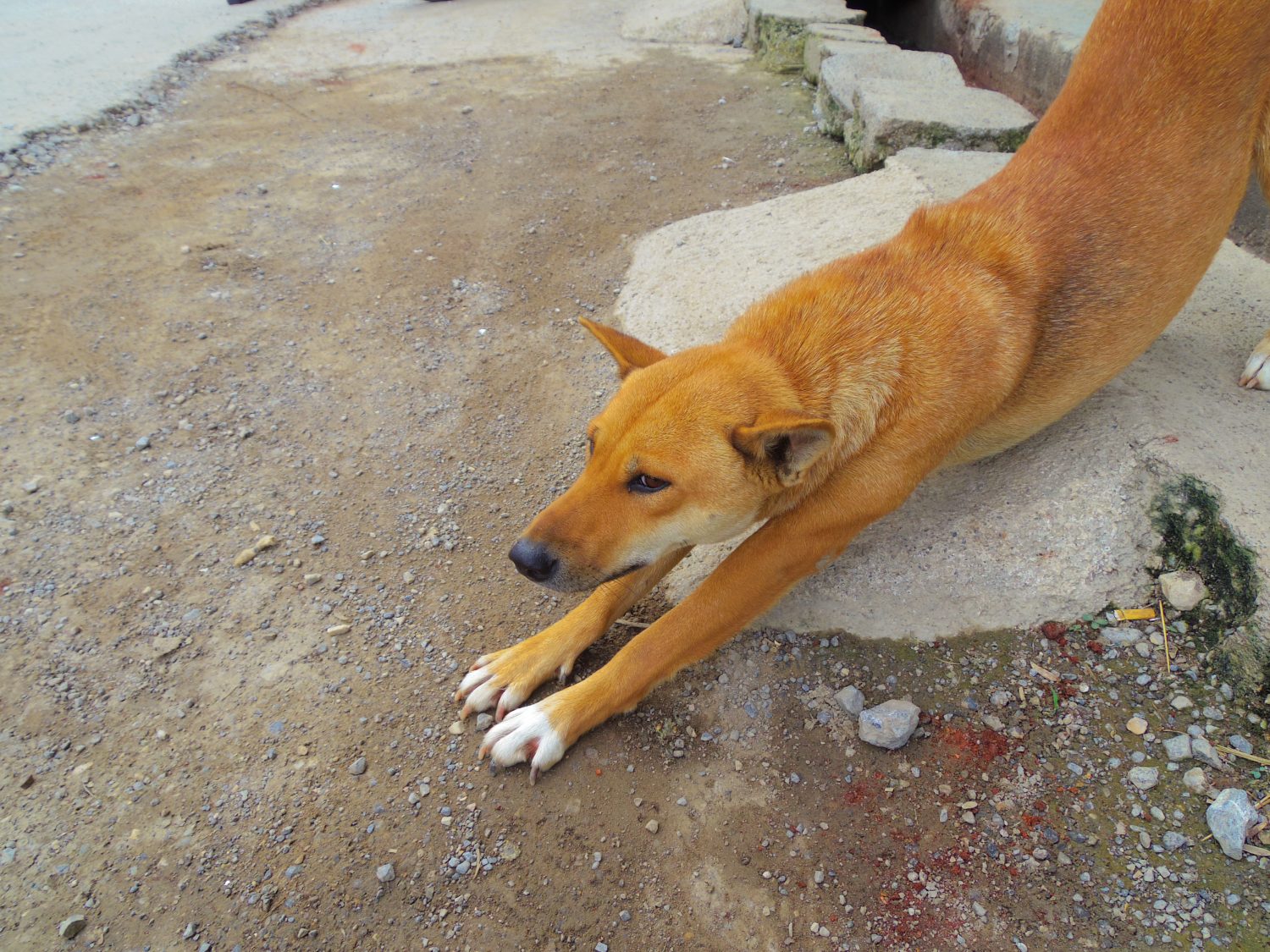 Dogs in Myanmar | Animal Traveler