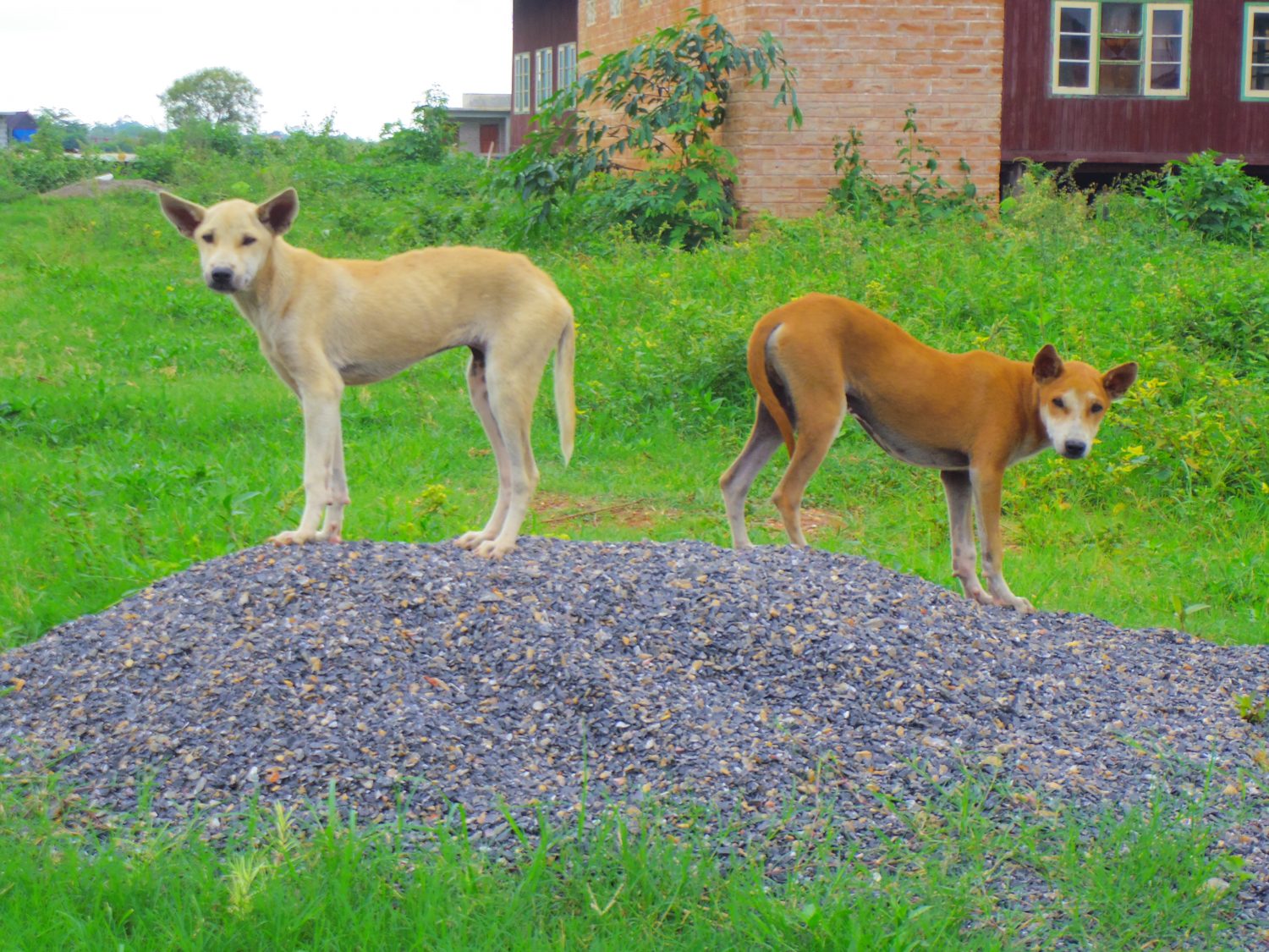 Dogs in Myanmar | Animal Traveler