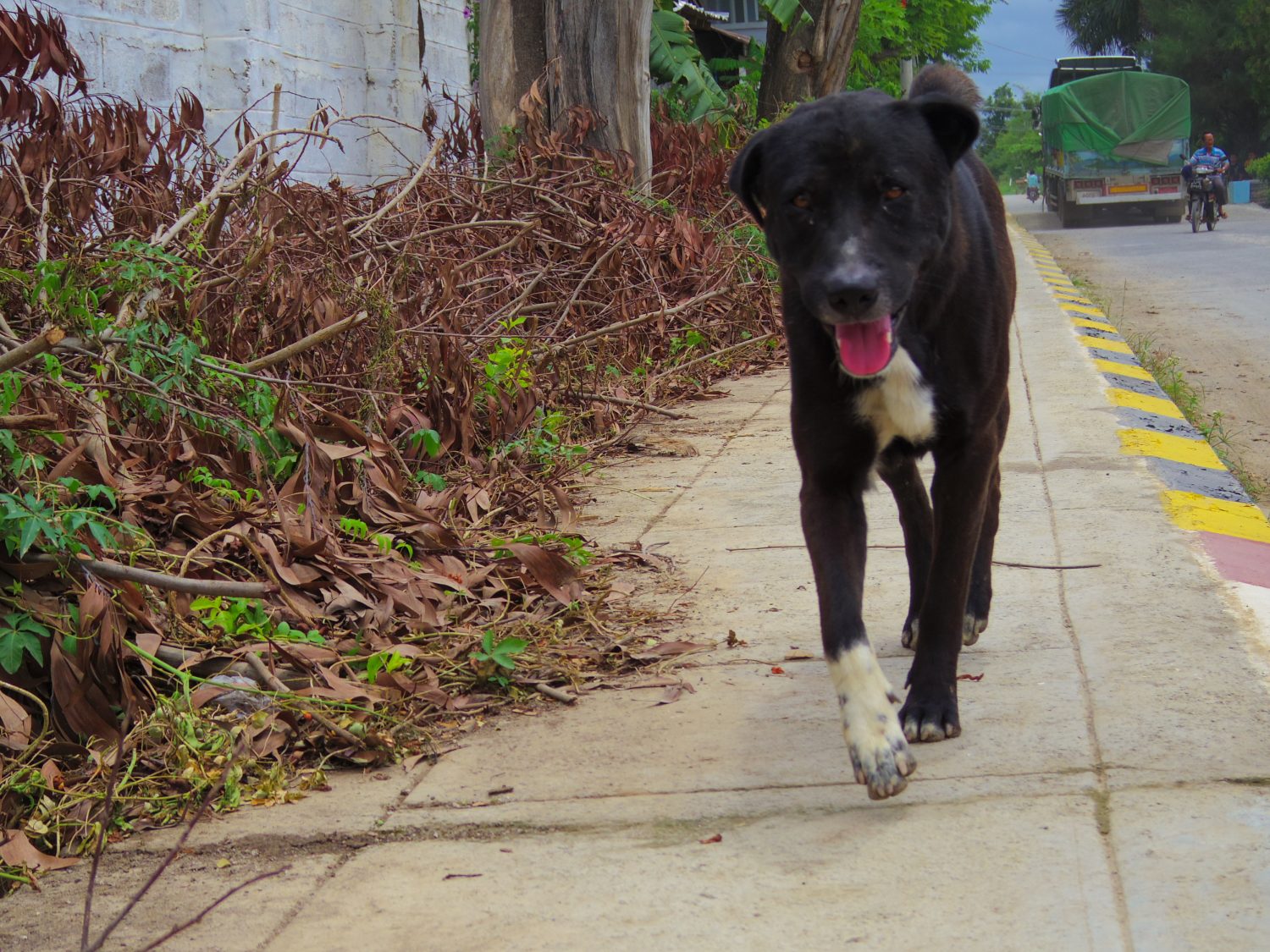 Dogs in Myanmar | Animal Traveler