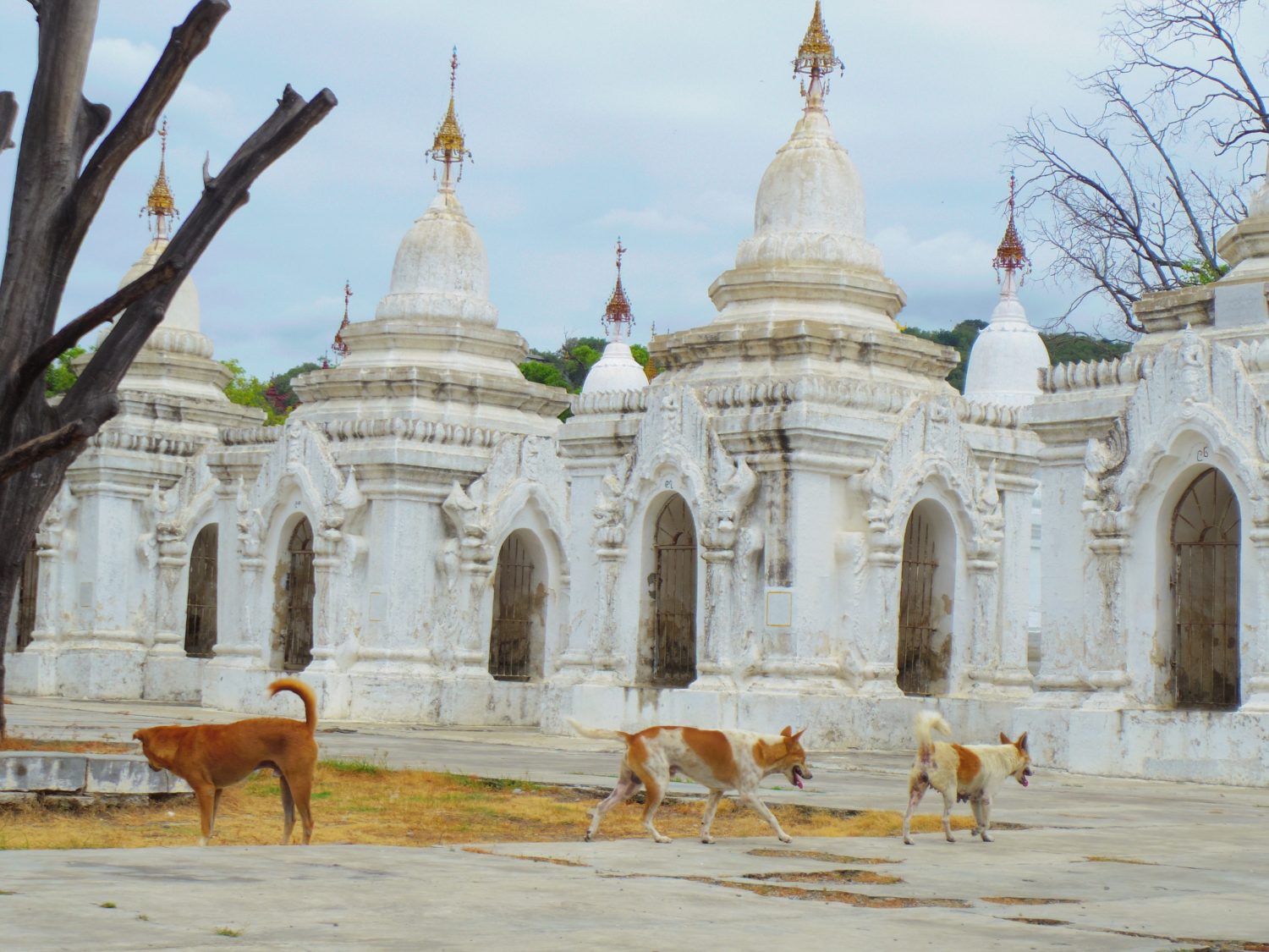 Dogs in Myanmar | Animal Traveler